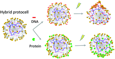 Membrane-mediated transport in a non-equilibrium hybrid protocell based ...