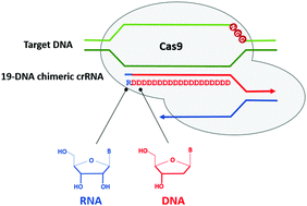 Chimeric crRNAs with 19 DNA residues in the guide region show the ...