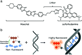 A targetable fluorescent probe for dSTORM super-resolution imaging of ...