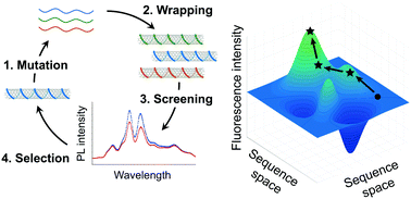 Directed evolution of the optoelectronic properties of synthetic nanomaterials - Chemical ...