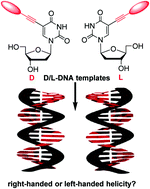 Control of helical chirality in supramolecular chromophore–DNA ...