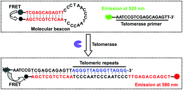 Telomerase Activity