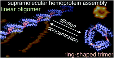 A ring-shaped hemoprotein trimer thermodynamically controlled by the ...