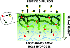 Enzyme-assisted self-assembly within a hydrogel induced by peptide ...