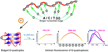 Spectroscopic analysis reveals the effect of a single nucleotide bulge ...