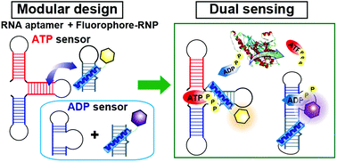 Highly selective dual sensing of ATP and ADP using fluorescent ...