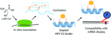 A new strategy for the in vitro selection of stapled peptide inhibitors ...