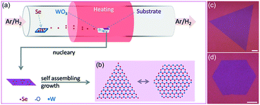 Controllable growth of two-dimensional WSe2 using salt as co-solvent ...