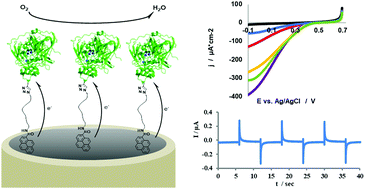 Electron transfer rate analysis of a site-specifically wired copper ...