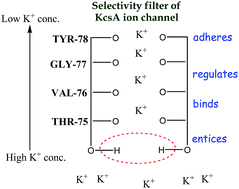 Roles of different amino-acid residues towards binding and selective ...