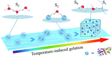 Understanding the function of water during the gelation of globular ...