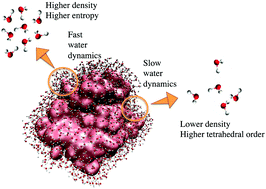 Entropy connects water structure and dynamics in protein hydration ...