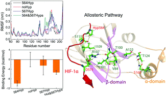 Proline hydroxylation at different sites in hypoxia-inducible factor 1α ...
