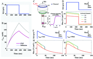 Electrical transient laws in neuronal microdomains based on electro ...