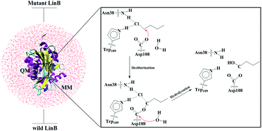 Computational evidence for the degradation mechanism of haloalkane ...
