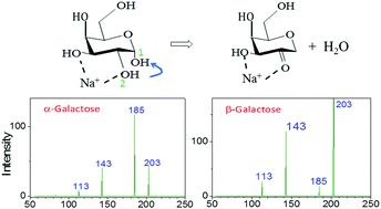 Collision-induced dissociation of sodiated glucose, galactose, and ...