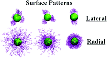 Surface morphologies of spherical polyelectrolyte brushes induced by ...