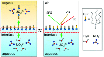 Mechanism of phase transfer of uranyl ions: a vibrational sum frequency ...