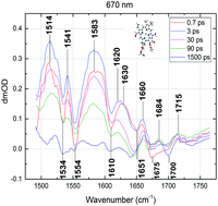 Femtosecond infrared spectroscopy of chlorophyll f-containing ...
