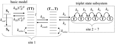 Improved model on fluorescence decay in singlet fission materials ...