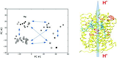 Cytochrome c oxidase structures suggest a four-state stochastic pump ...
