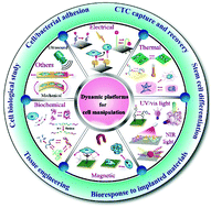 Manipulating cell fate: dynamic control of cell behaviors on functional ...