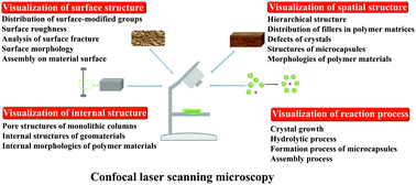 Confocal Laser Scanning Microscopy