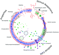 Liposomes and polymersomes: a comparative review towards cell mimicking ...