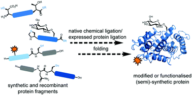 Native chemical ligation in protein synthesis and semi-synthesis ...