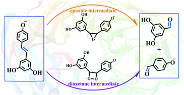 Epoxide Intermediate