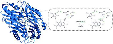 Interplay of nucleophilic catalysis with proton transfer in the nitrile ...