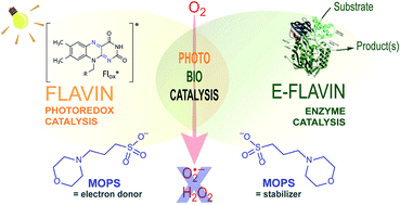 Morpholine-based buffers activate aerobic photobiocatalysis via spin ...