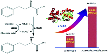 Engineering of a keto acid reductase through reconstructing the ...