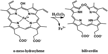 A novel mechanism of heme degradation to biliverdin studied by QM/MM ...