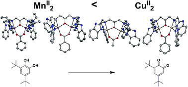 Catechol oxidase activity of comparable dimanganese and dicopper ...