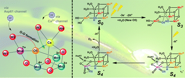 Why nature chose the Mn4CaO5 cluster as water-splitting catalyst in ...