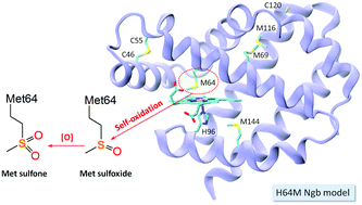 Neuroglobin is capable of self-oxidation of methionine64 introduced at ...