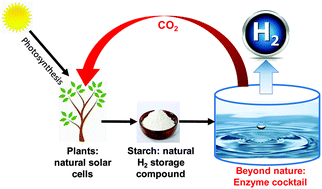 Ultra-rapid rates of water splitting for biohydrogen gas production ...