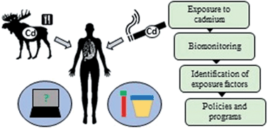 Cadmium Poisoning Ocean Acidification Increases Cadmium Accumulation