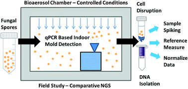 Validation of a quantitative PCR based detection system for indoor mold ...