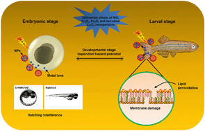 Differential effects of metal oxide nanoparticles on zebrafish embryos ...