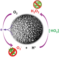Redox active Zn/ZnO duo generating superoxide (˙O2−) and H2O2 under all ...