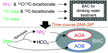 Growth competition between ammonia-oxidizing archaea and bacteria for ...