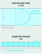 Single-file transport of water through membrane channels - Faraday ...
