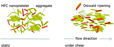 Networks of micronized fat crystals grown under static conditions ...