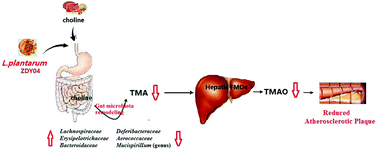 Lactobacillus plantarum ZDY04 exhibits a strain-specific property of ...