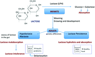 Lactose malabsorption and intolerance: a review - Food & Function (RSC ...