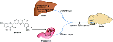 Silibinin decreases hepatic glucose production through the activation ...
