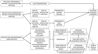 Deconstructing the physical processes of digestion: reductionist ...