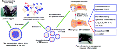Manufacture and characterization of anti-inflammatory liposomes from ...